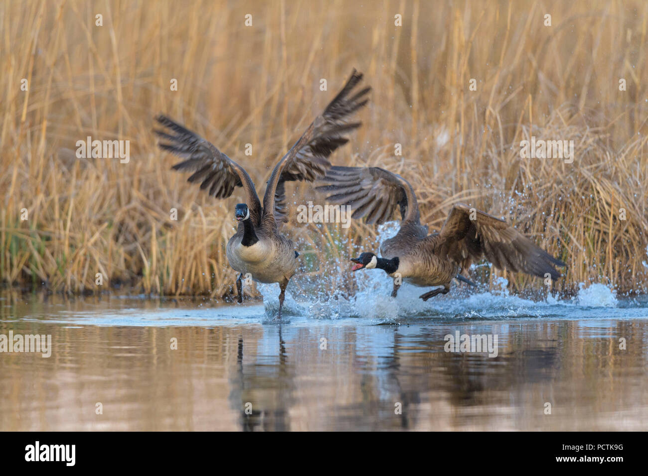 Canada goose, Branta canadensis, two geese fight Stock Photo - Alamy