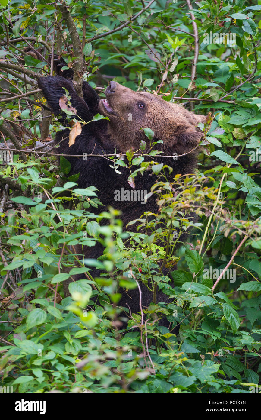 European Brown Bear, Ursus arctos, Cub in shrubbery, Bavaria, Germany ...