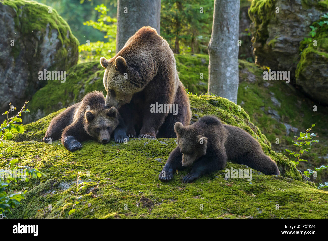 European Brown Bears, Ursus arctos, Female with cubs, Bavaria, Germany ...