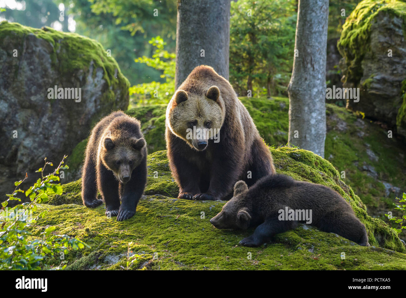 European Brown Bears, Ursus arctos, Female with cubs, Bavaria, Germany ...