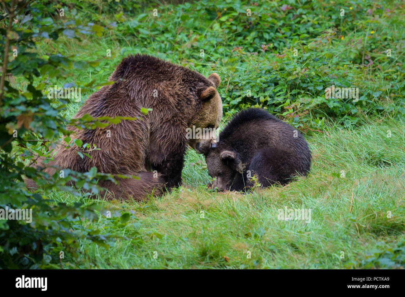 European Brown Bears, Ursus arctos, Female with cub, Bavaria, Germany ...