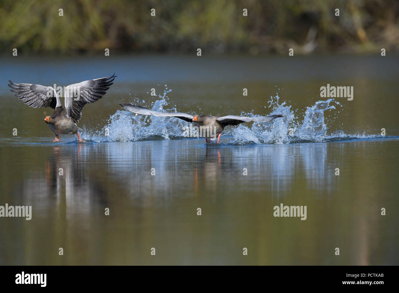 Greylag Goose, Anser anser, at departure Stock Photo - Alamy