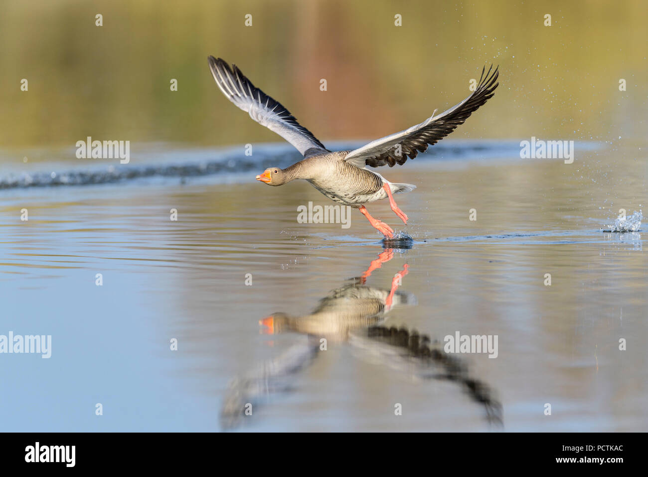 Greylag Goose, Anser anser, at departure Stock Photo - Alamy