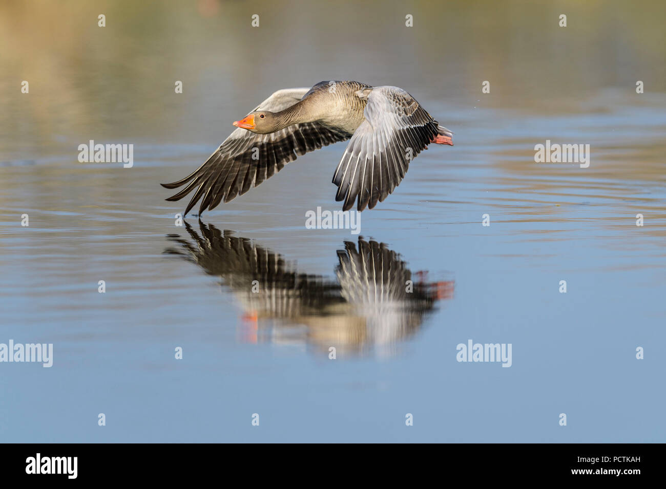 Greylag Goose, Anser anser, in flight Stock Photo - Alamy