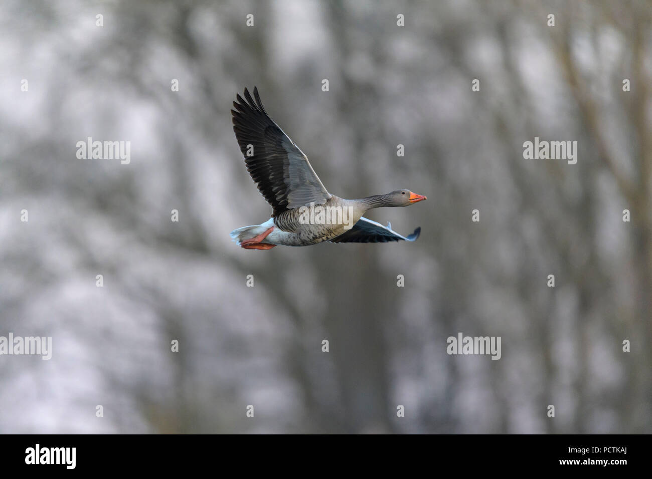 Greylag Goose, Anser anser, in flight Stock Photo - Alamy