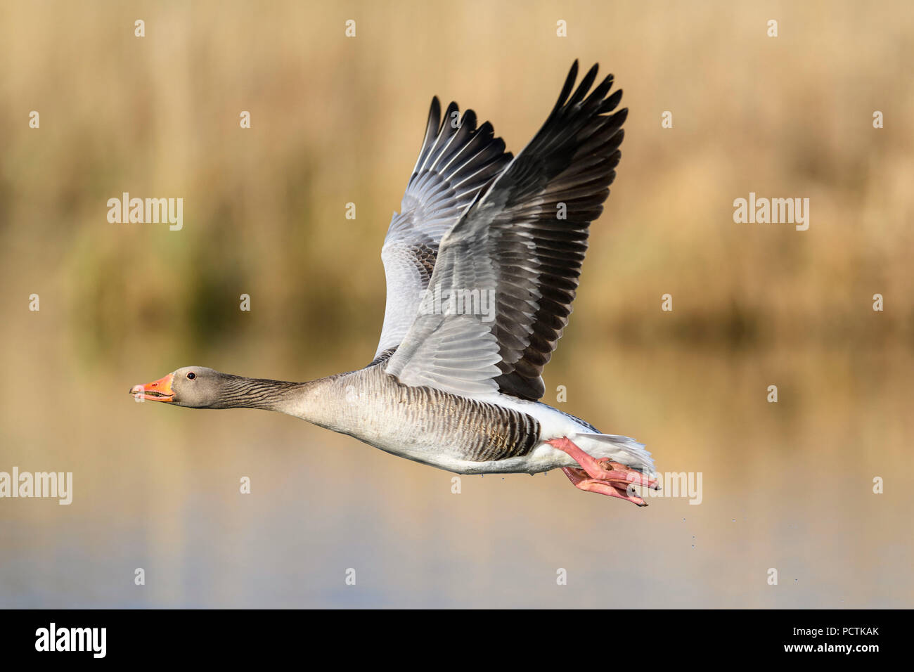 Greylag Goose, Anser anser, in flight Stock Photo - Alamy