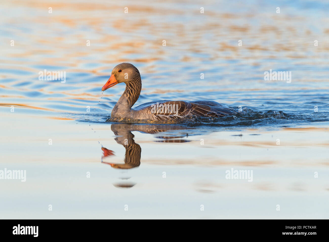 Greylag Goose, Anser anser, in water swimming Stock Photo - Alamy