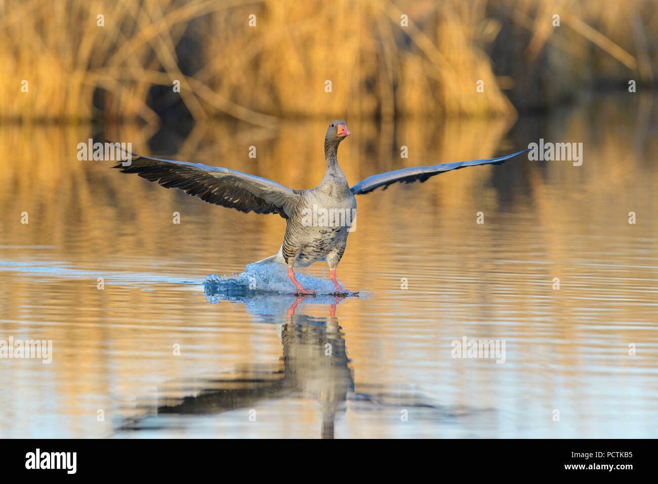 Greylag Goose, Anser anser, when landing Stock Photo - Alamy