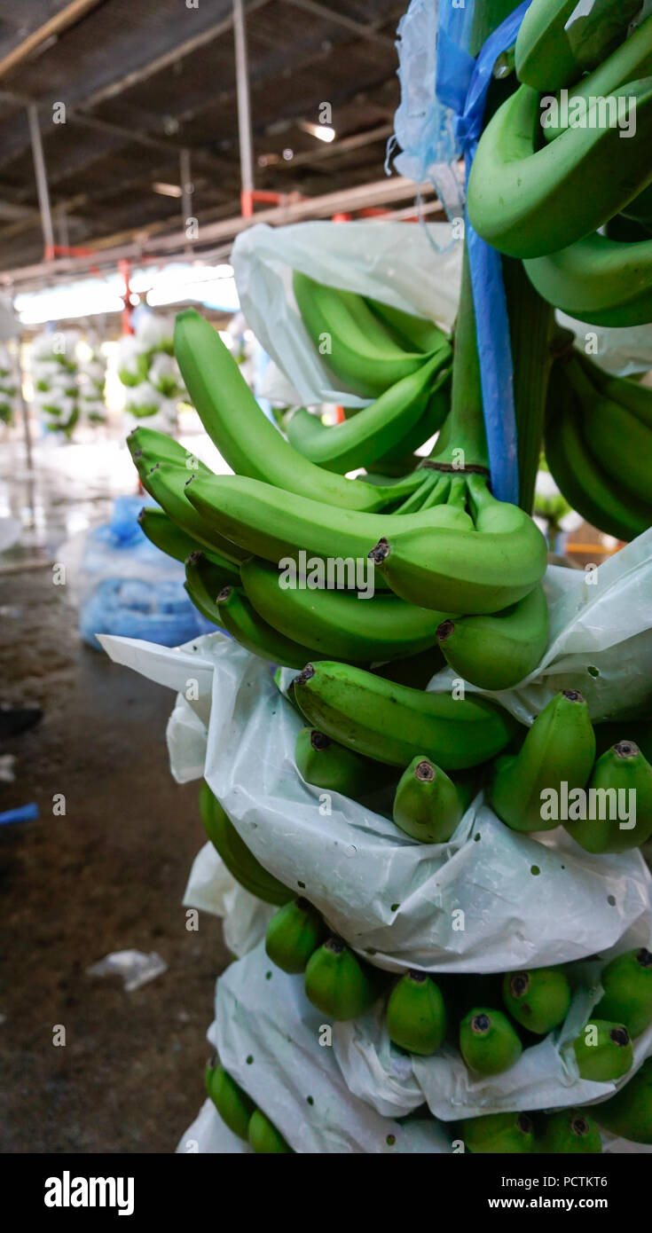 Banana Bunches Packing Stock Photo - Alamy