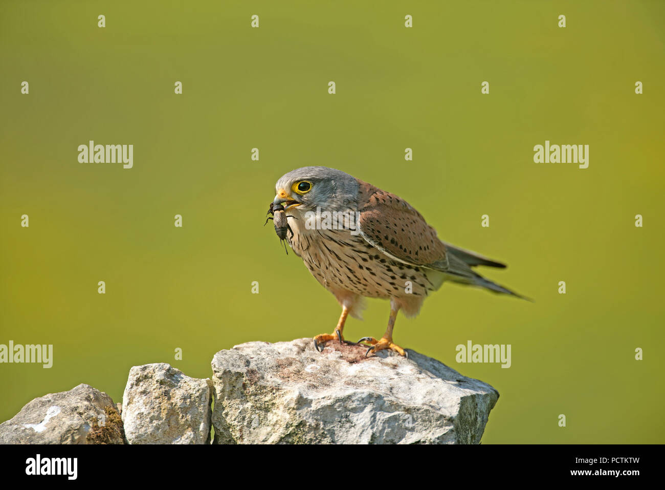 Kestrel with prey, France Stock Photo - Alamy