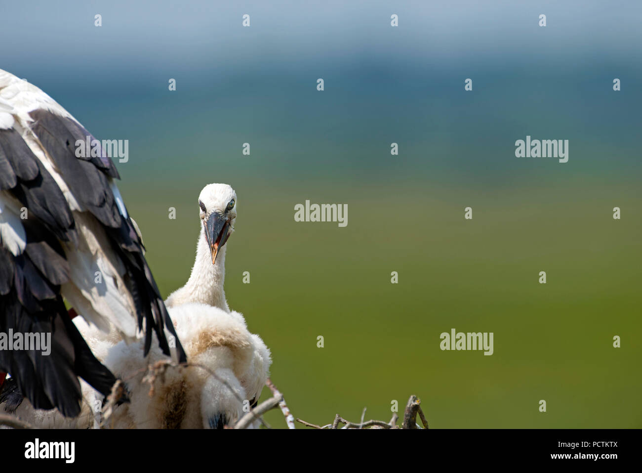 White stork, young, France Stock Photo - Alamy