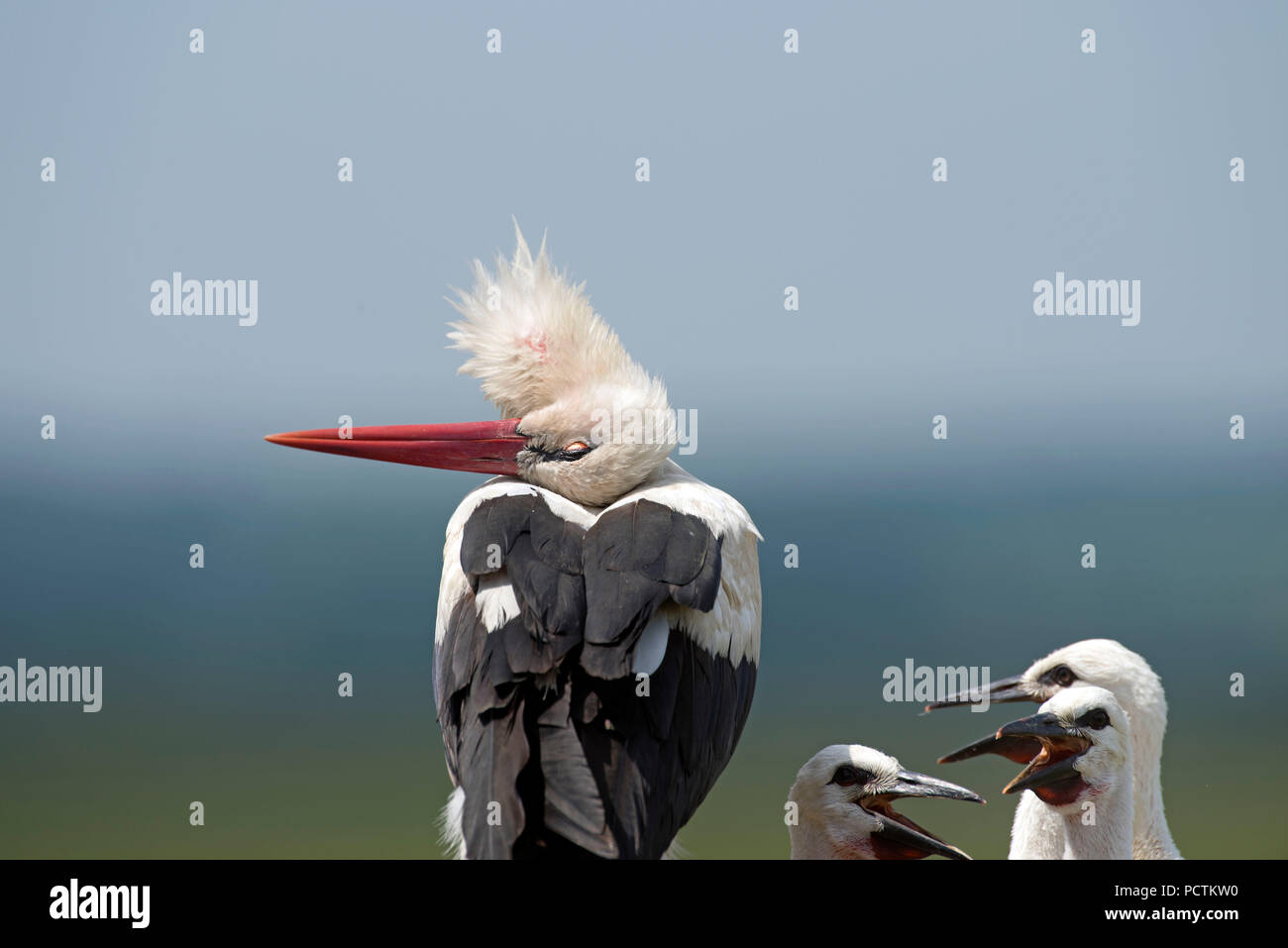White stork with youngs on nest hi-res stock photography and images - Alamy