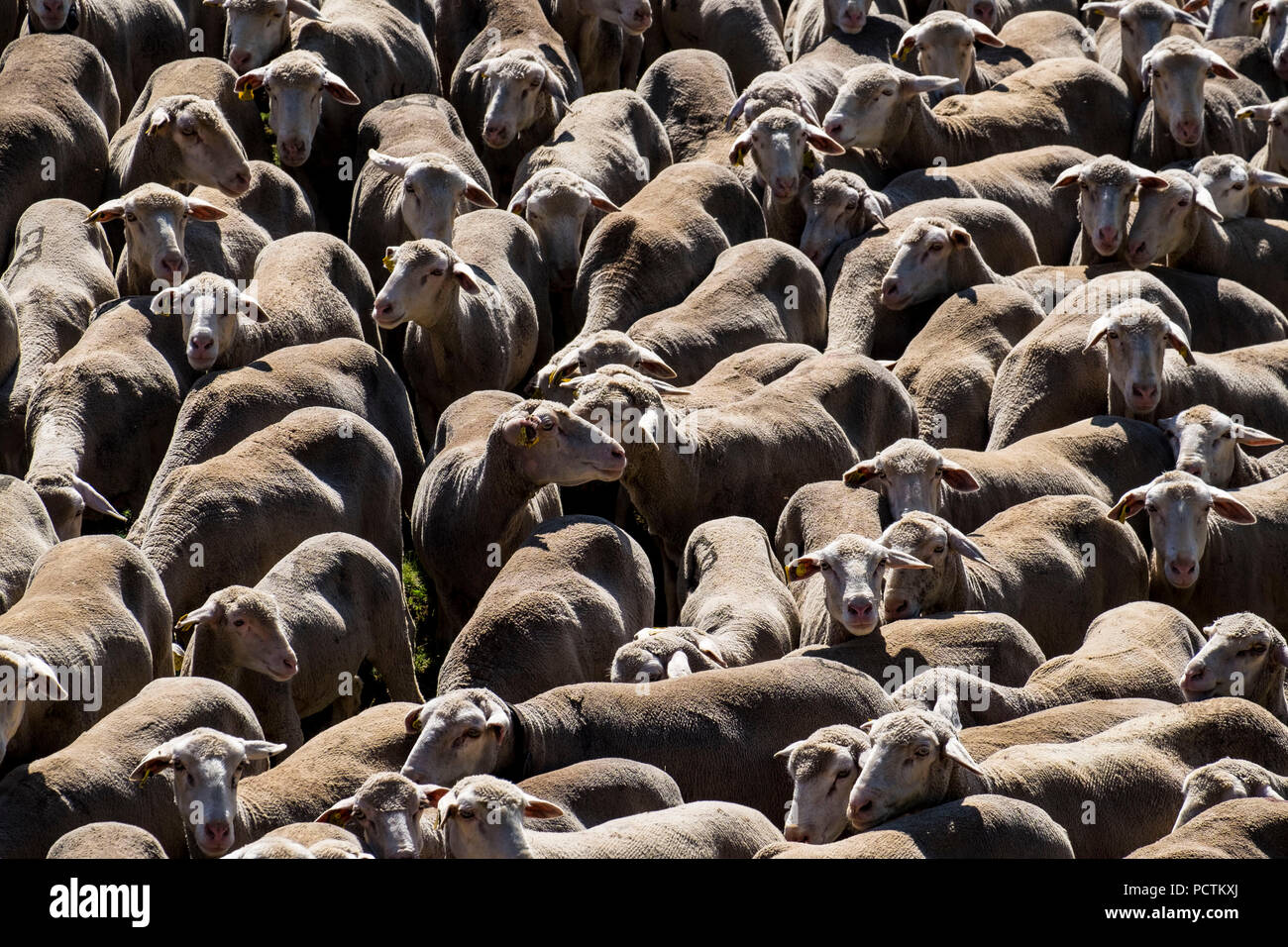 Sheep crossing hi-res stock photography and images - Alamy