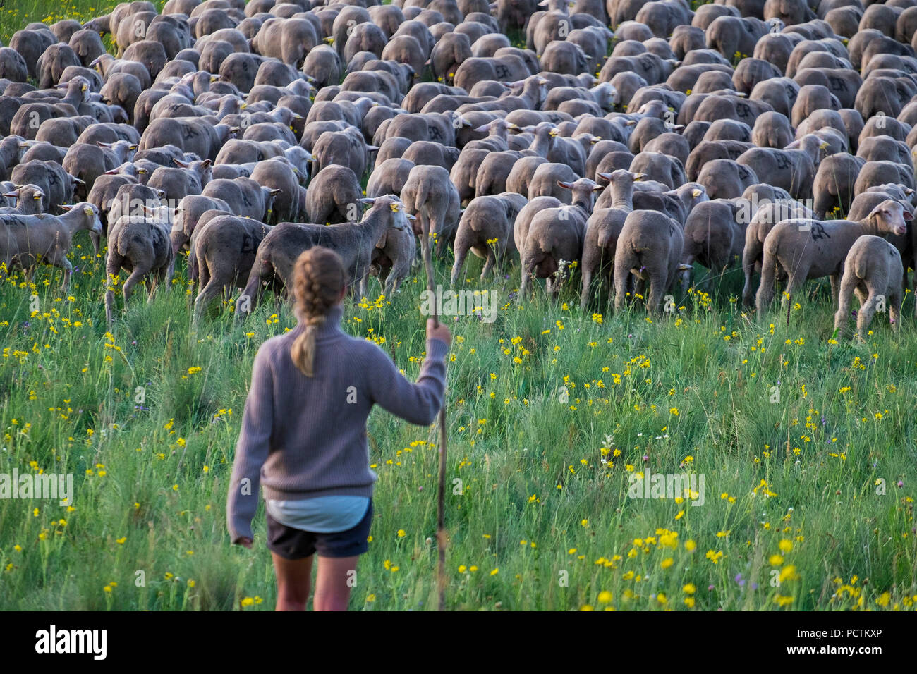 Flock of sheep crossing a transhumance road through the fields of the ...