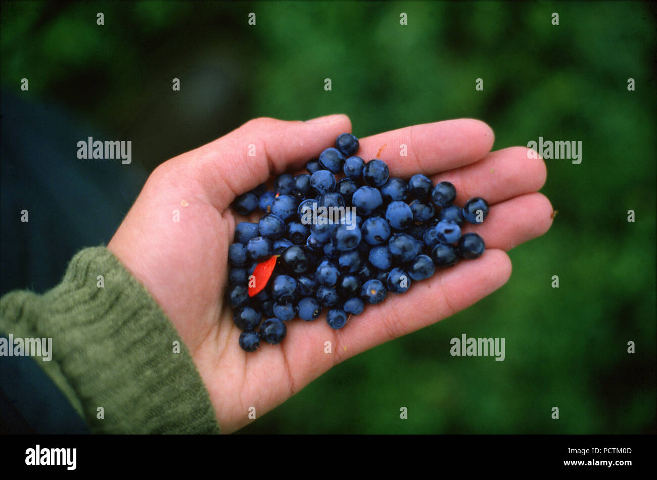 Hand full of blueberries, Lappland, Norway, Scandinavia Stock Photo - Alamy