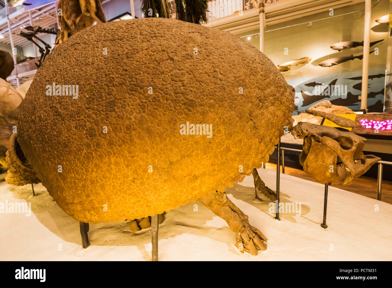 Great Britain, Scotland, Edinburgh, The National Museum of Scotland ...