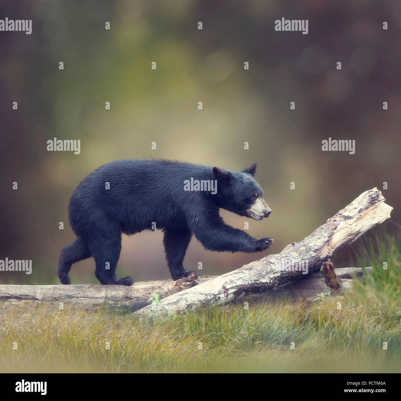 American black bear log hi-res stock photography and images - Alamy
