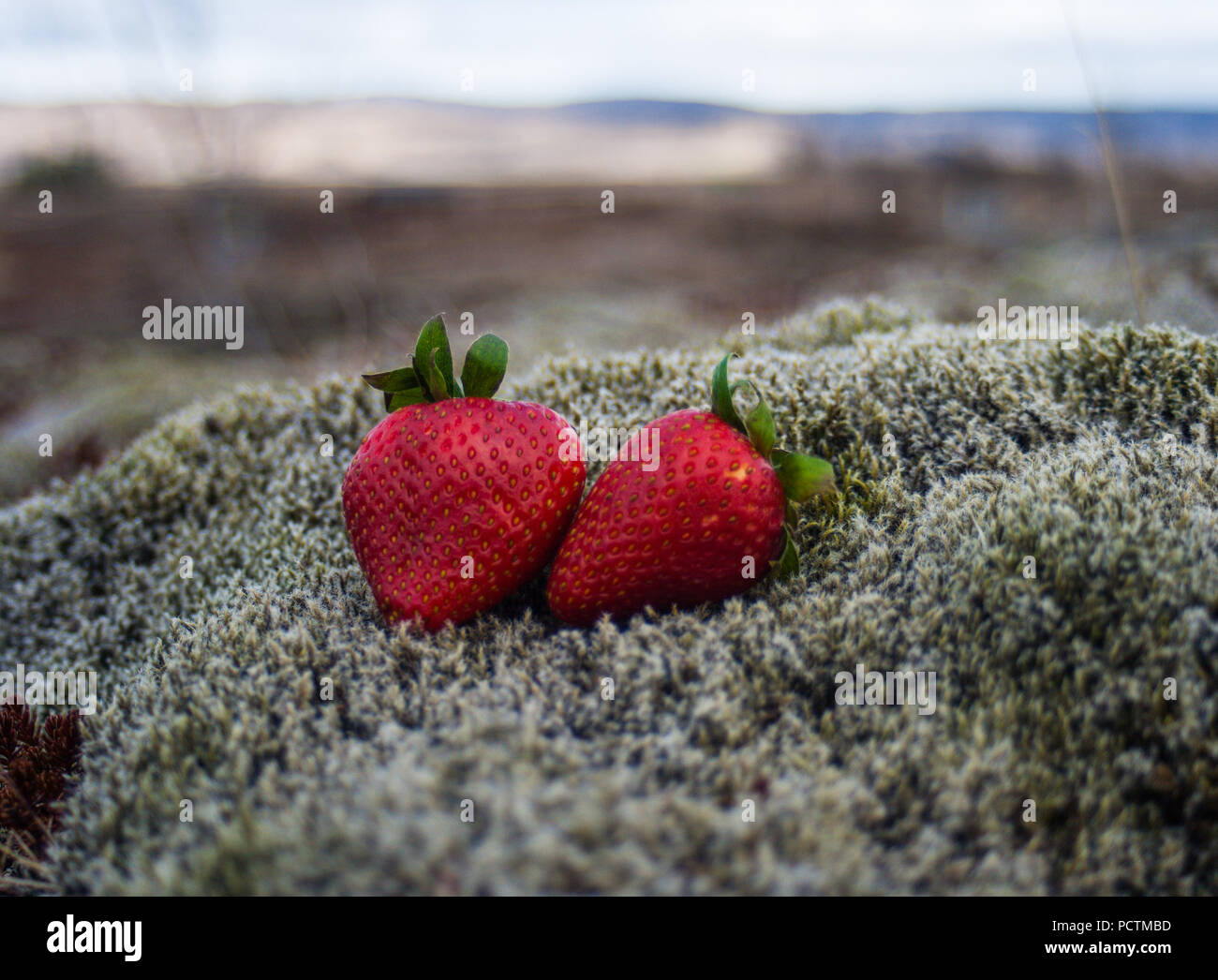 Grown on moss hi-res stock photography and images - Alamy