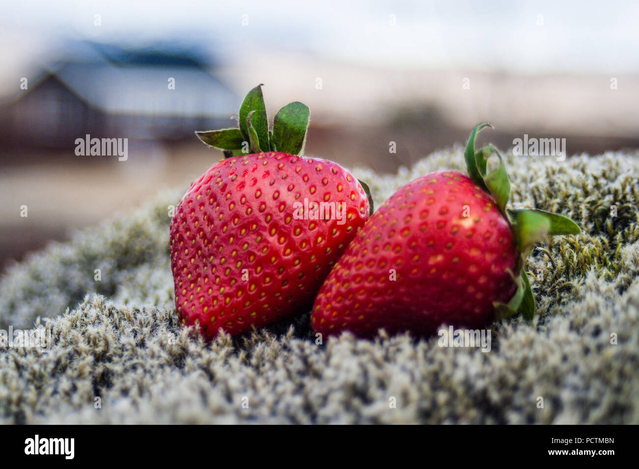 Iceland strawberry hi-res stock photography and images - Alamy
