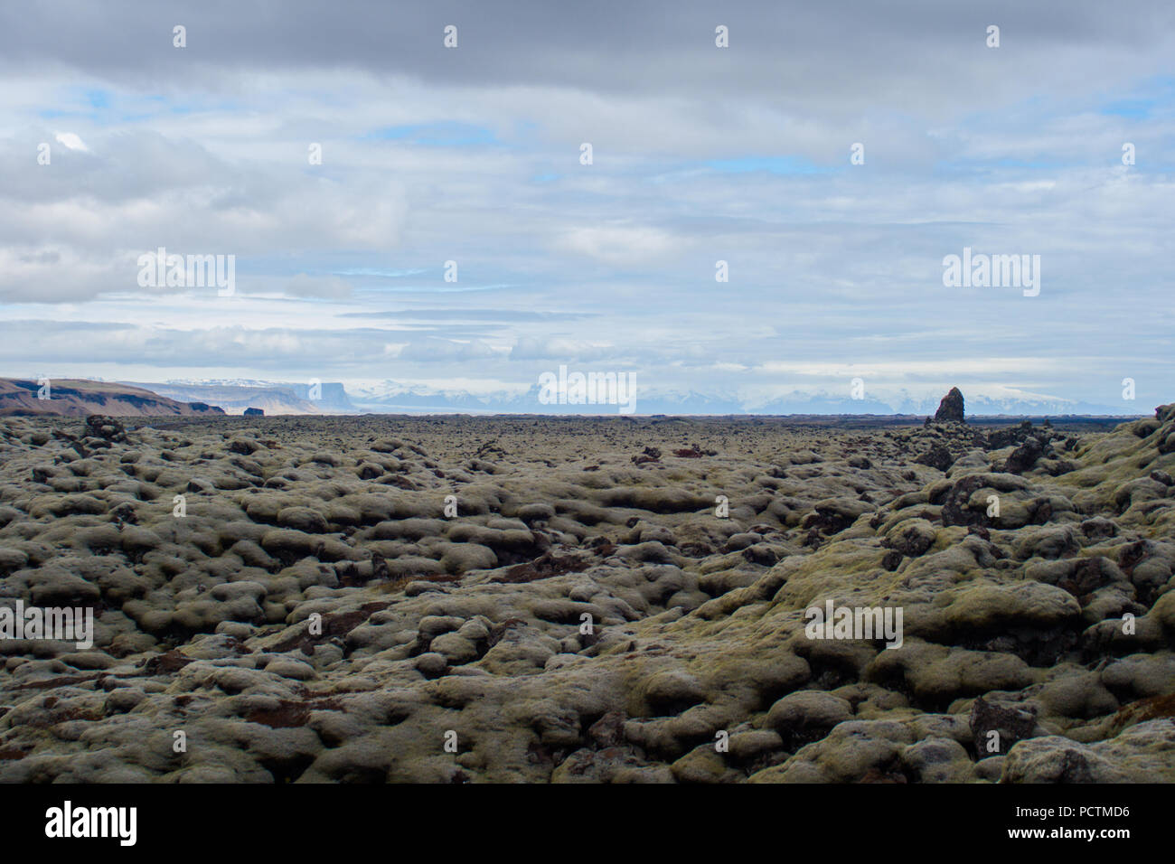 Iceland nature park - moss field conversation area Stock Photo - Alamy