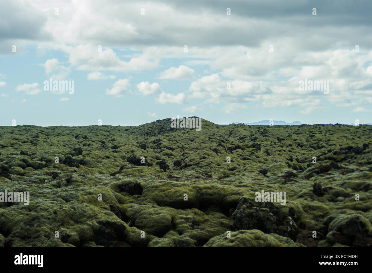Iceland nature park - moss field conversation area Stock Photo - Alamy