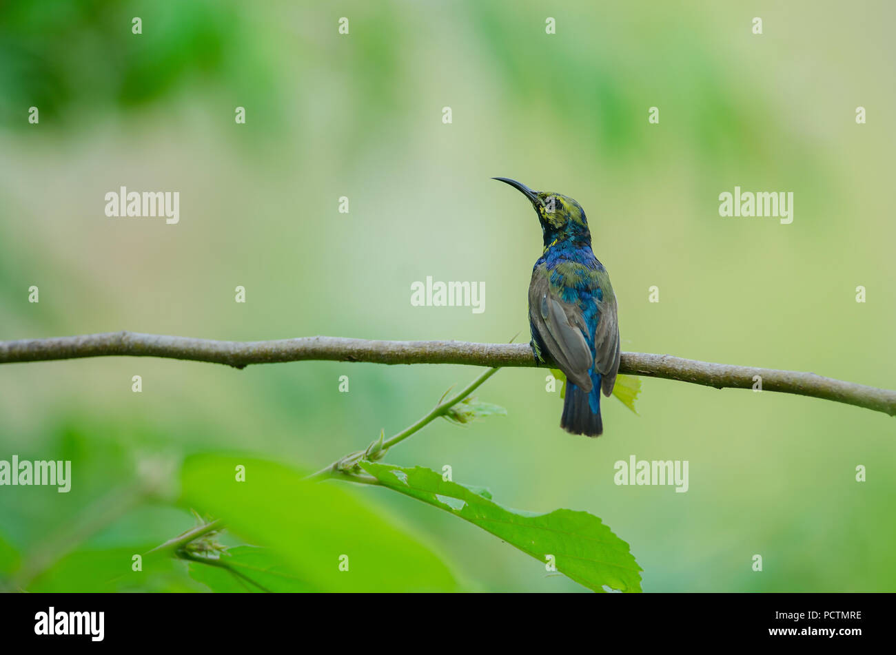 Olive-backed Sunbird or Yellow-bellied sunbird on branch in nature ...