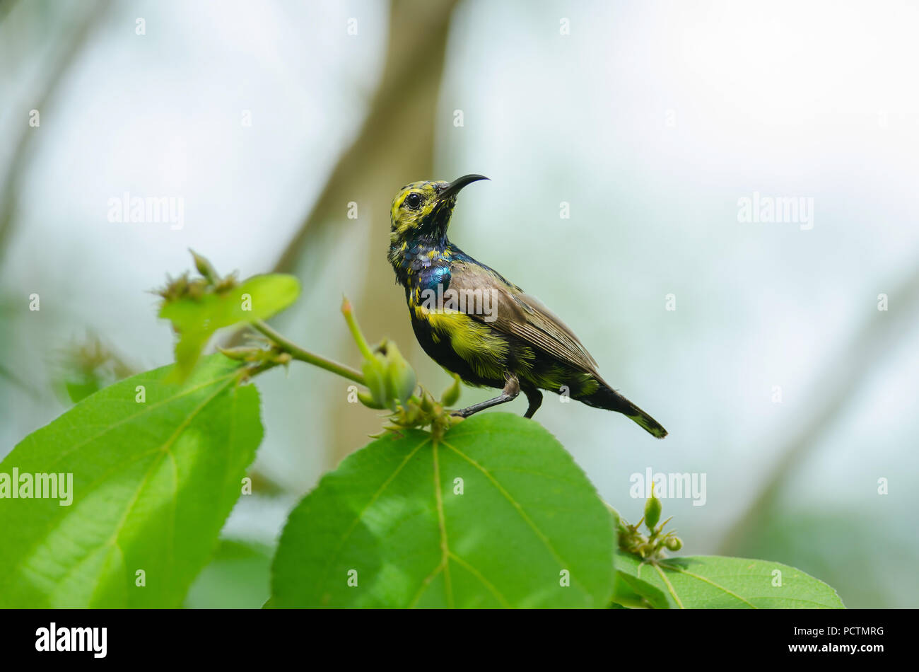 Olive-backed Sunbird or Yellow-bellied sunbird on branch in nature ...