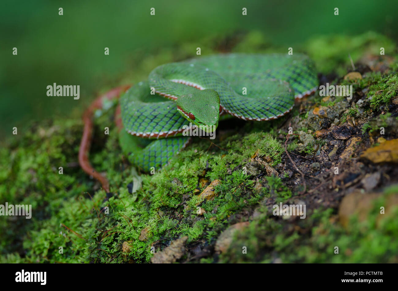 Pope's Green Pitviper snake (Trimeresurus [Popeia] popeiorum) in forest ...