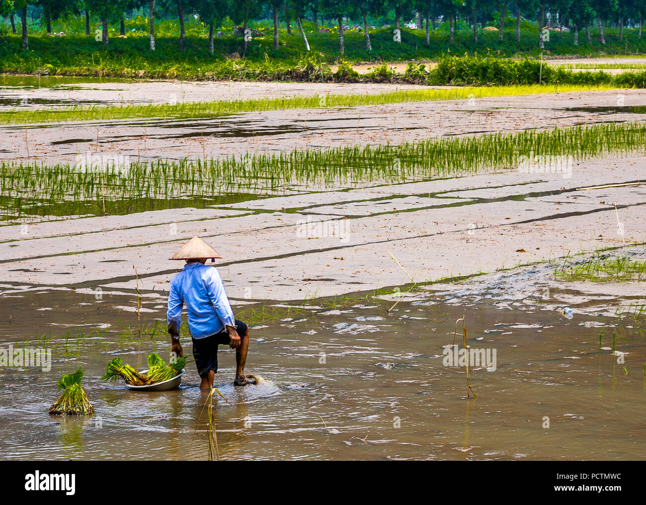 Chinese woman in rice field hi-res stock photography and images - Alamy