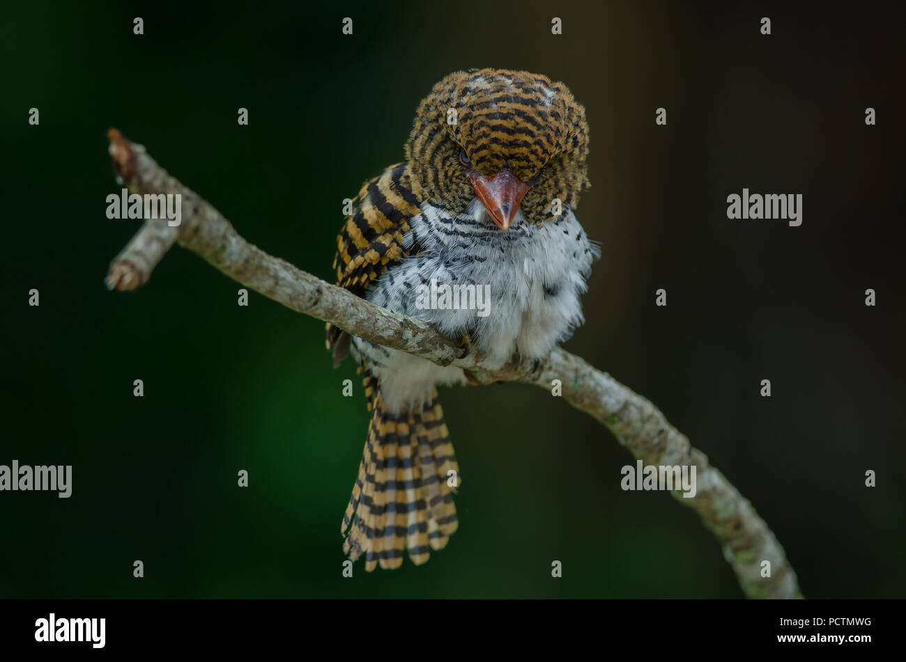 female Banded Kingfisher standing on the branch (Lacedo pulchella Stock ...
