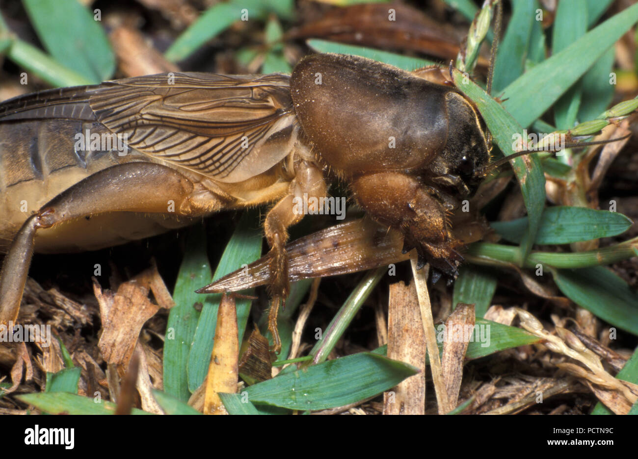 Mole crickets are members of the insect family Gryllotalpidae, in the ...