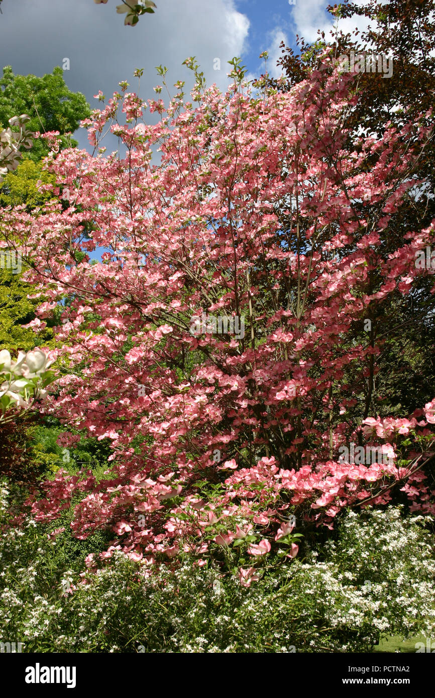 Cornus florida, the flowering Dogwood, is a species of flowering plant ...