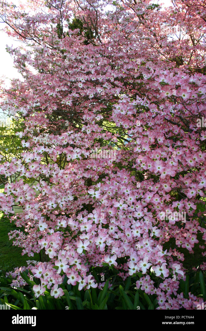Cornus florida, the flowering Dogwood, is a species of flowering plant ...