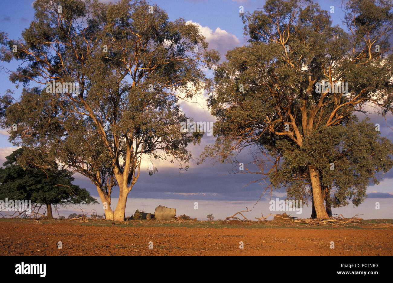 Gum trees australia hi-res stock photography and images - Alamy
