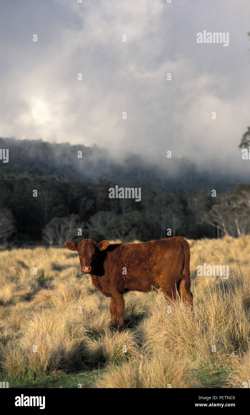 New england national park hi-res stock photography and images - Alamy