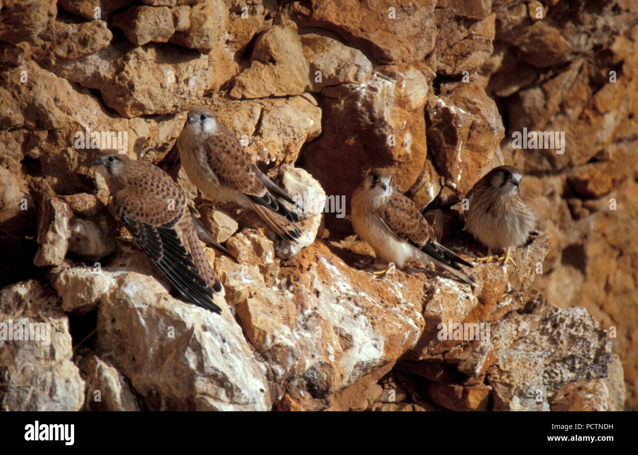 Nankeen kestrels hi-res stock photography and images - Alamy