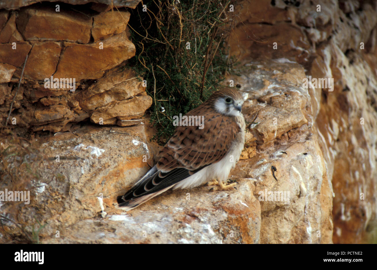 Juvenile kestrels hi-res stock photography and images - Alamy