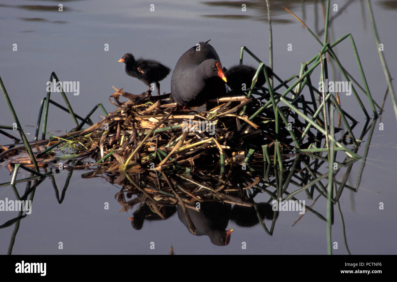 DUSKY MOORHEN (GALLINULA TENEBROSA) WITH NEST AND YOUNG CHICK Stock ...
