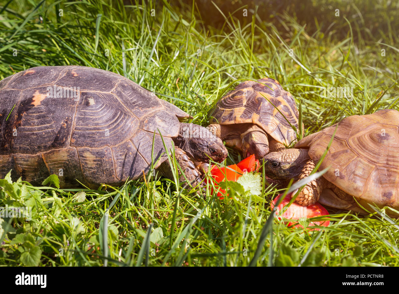 Marginated tortoise (Testudo marginata sarda), to the left, in a green ...