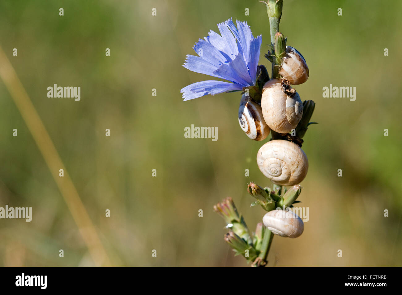 Pise hi-res stock photography and images - Alamy