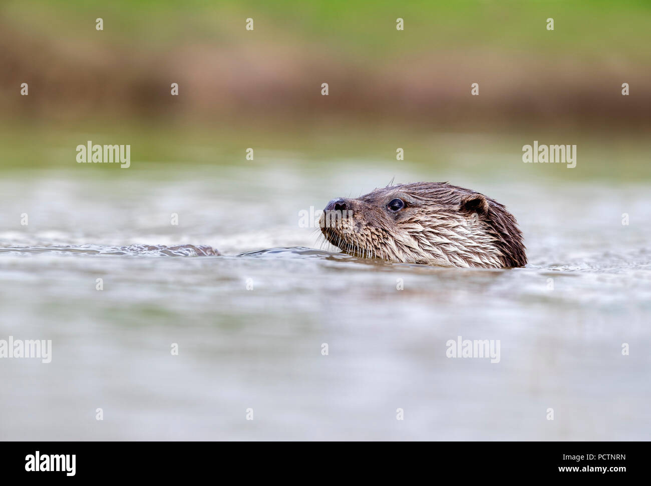 Otter Lutra lutra Single in Water Devon; UK Stock Photo - Alamy