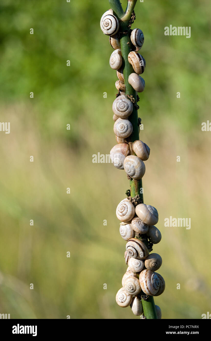 Limacon hi-res stock photography and images - Alamy