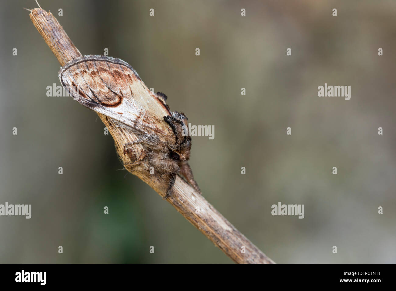 Pebble Prominent Notodonta ziczac Single on Stick Cornwall; UK Stock ...