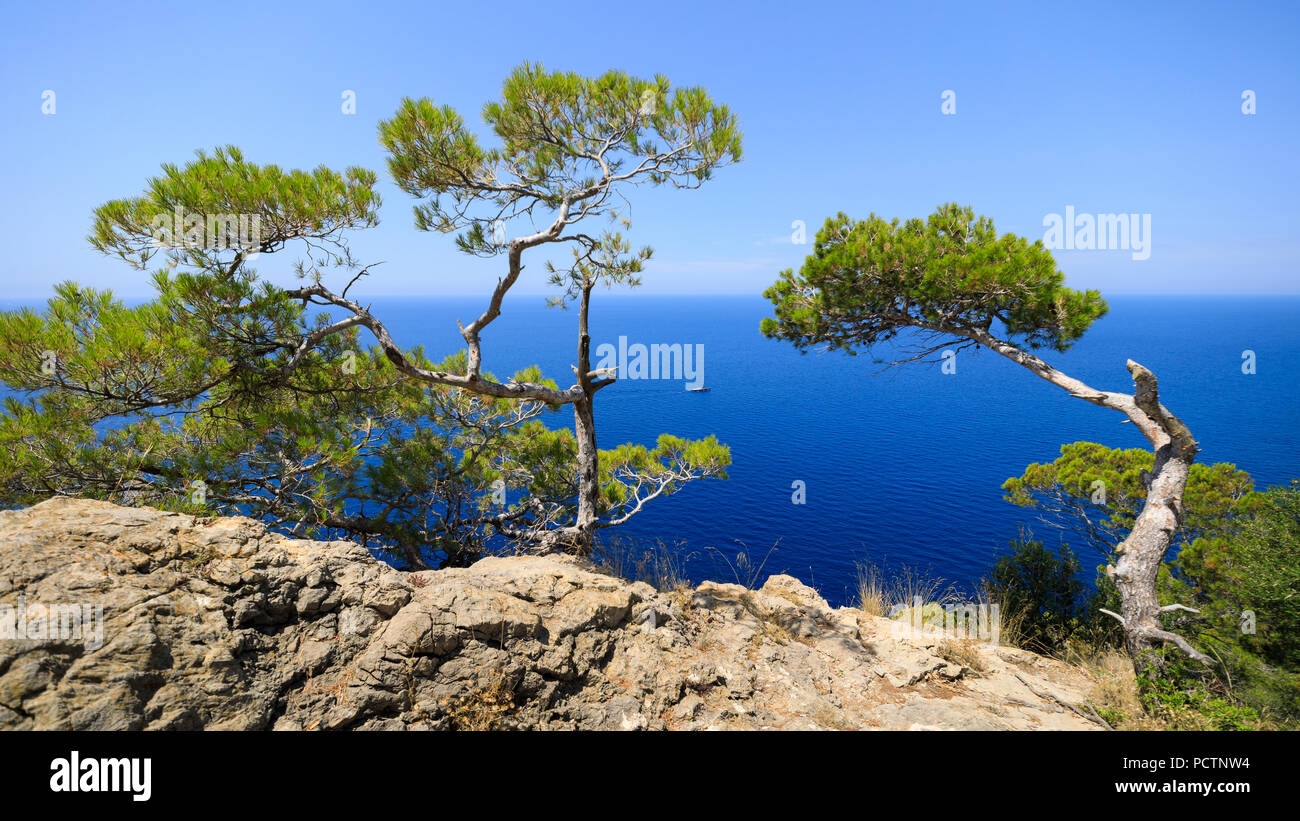 Wide view through trees hi-res stock photography and images - Alamy
