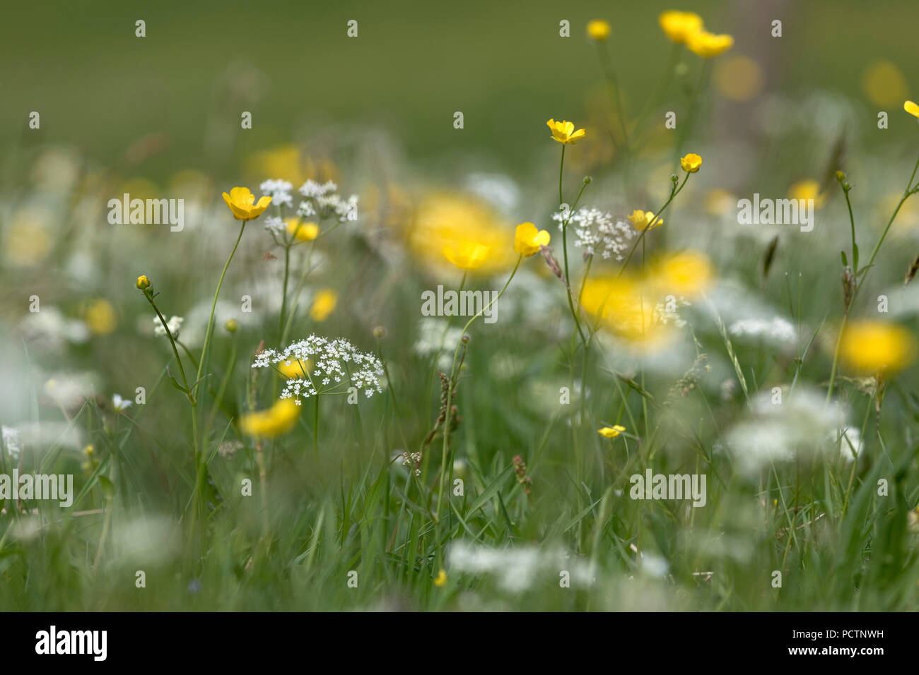 Pignut conopodium majus hi-res stock photography and images - Alamy