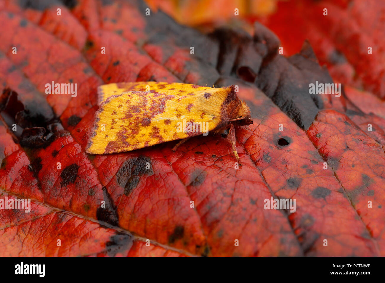 Pink barred sallow xanthia togata hi-res stock photography and images ...
