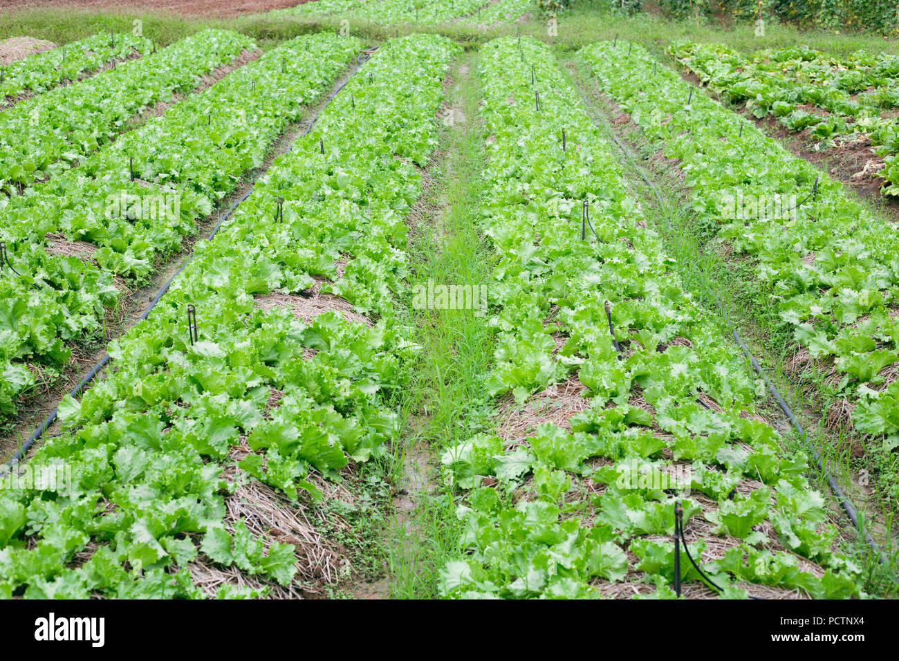 Commercial plots hi-res stock photography and images - Alamy