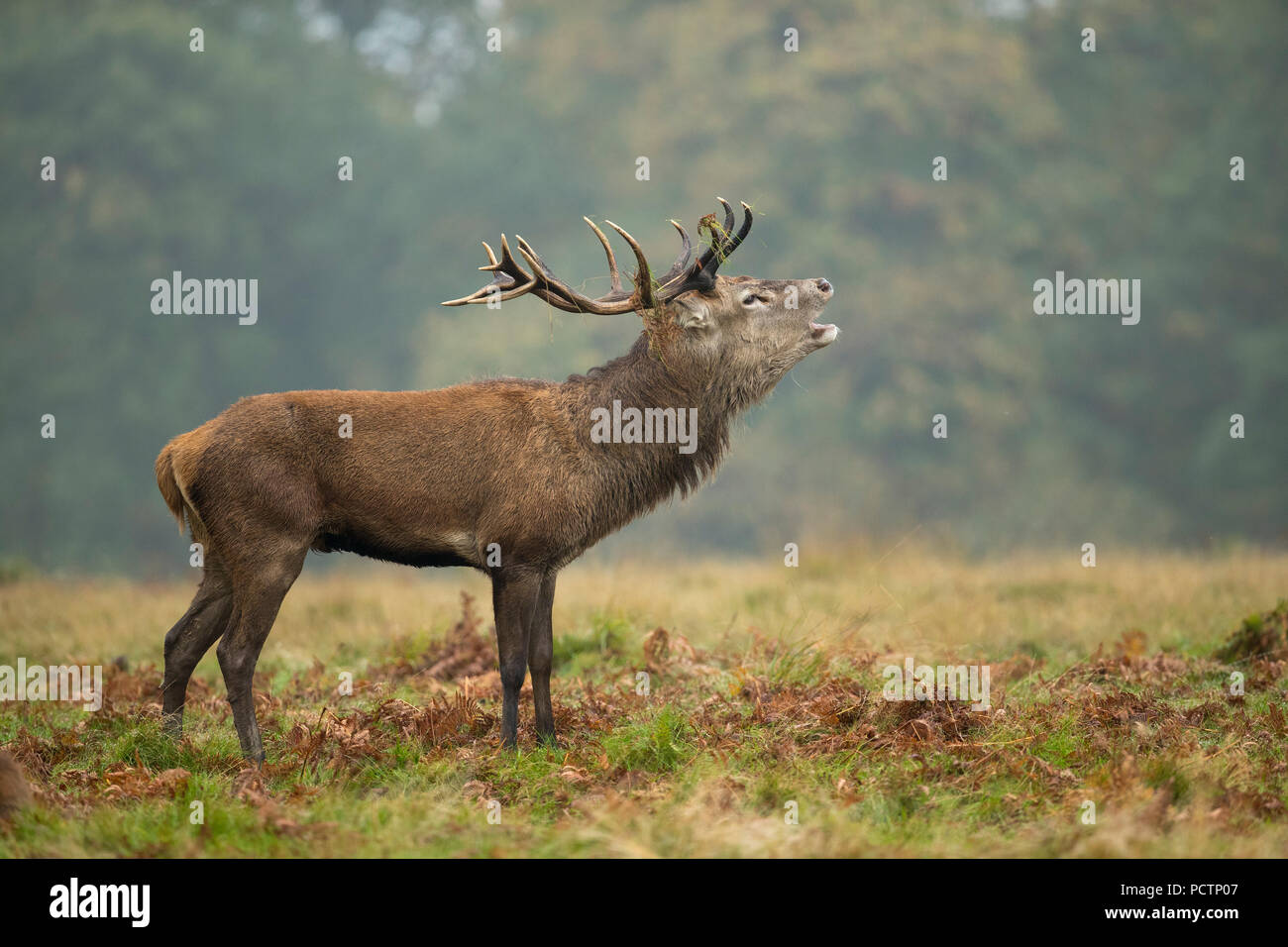 Red Deer; Cervus elaphus Single; Stag Roaring; UK Stock Photo - Alamy