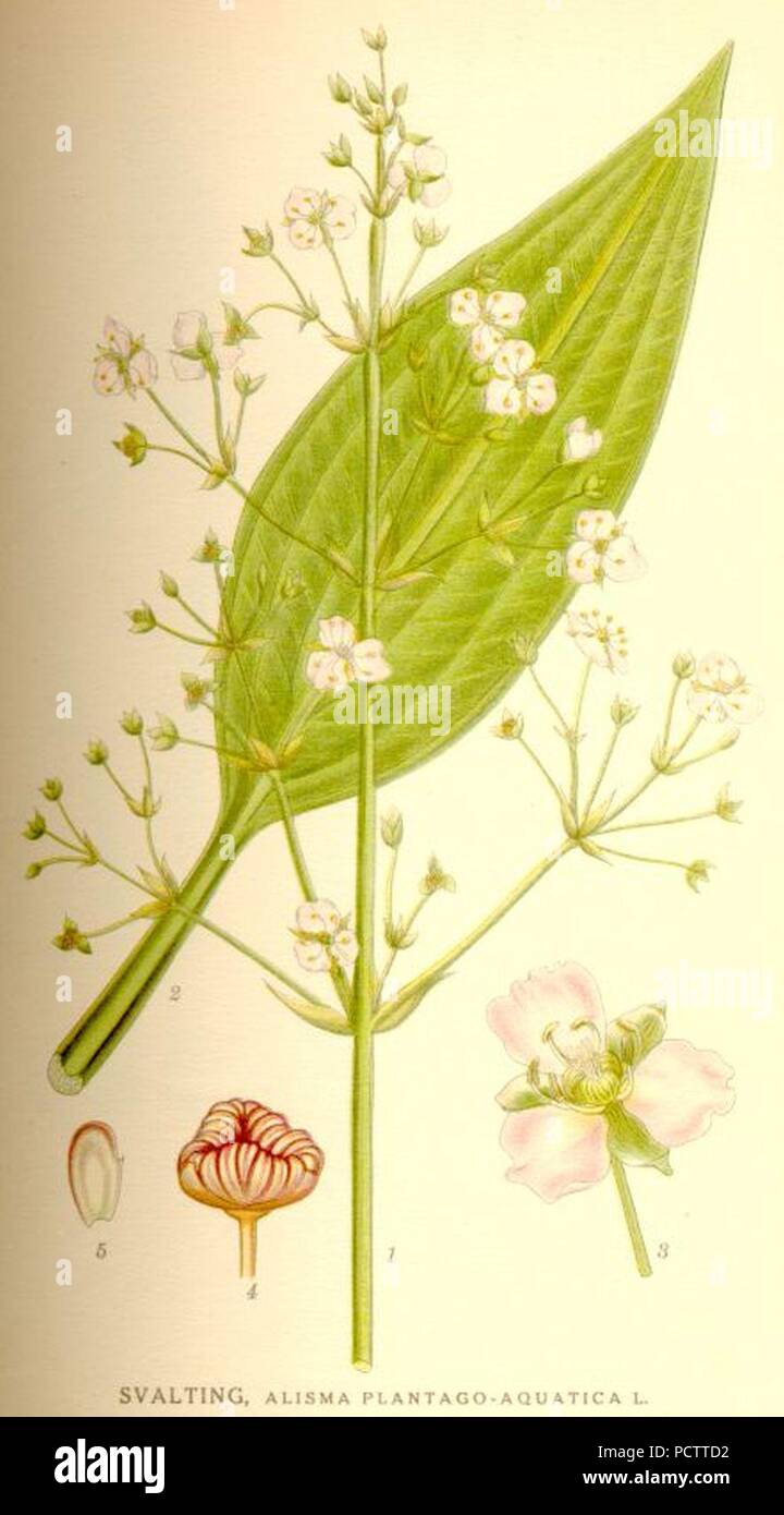 Alisma plantago-aquatica nf Stock Photo - Alamy