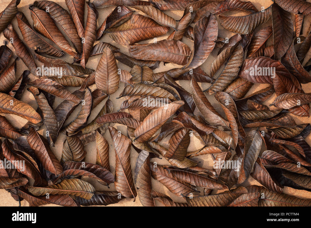 background texture of fallen dry guava leaf on ground Stock Photo - Alamy